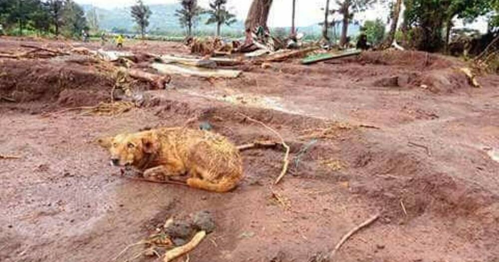 Picha ya Mbwa Waliohudhuria Mazishi na Kuomboleza Yazua Mdahalo - Tuko ... Picha ya Mbwa Waliohudhuria Mazishi na Kuomboleza Yazua Mdahalo - Tuko ...