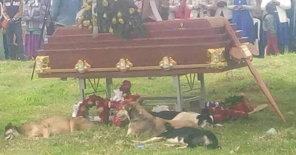 Picha ya Mbwa Waliohudhuria Mazishi na Kuomboleza Yazua Mdahalo - Tuko ... Picha ya Mbwa Waliohudhuria Mazishi na Kuomboleza Yazua Mdahalo - Tuko ...